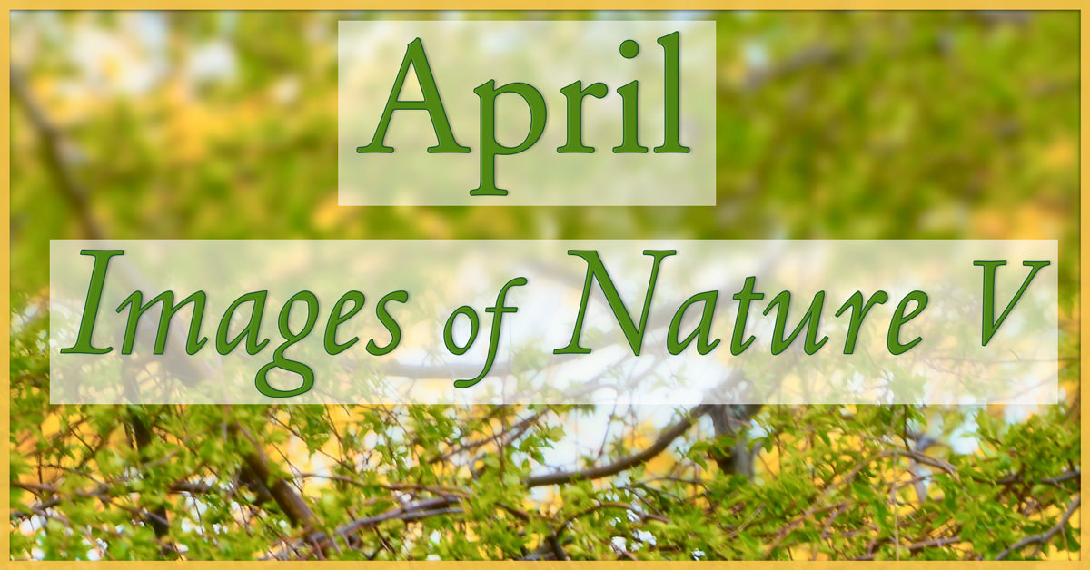 April 2020: Images of Nature