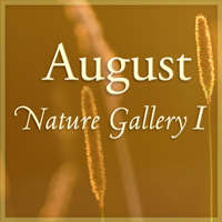 August 2018: Nature Gallery
