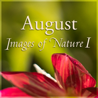 August 2019: Images of Nature I