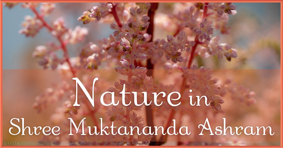June 2024: Nature in Shree Muktananda Ashram