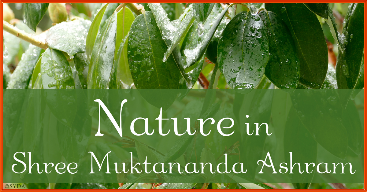 March 2025: Nature in Shree Muktananda Ashram