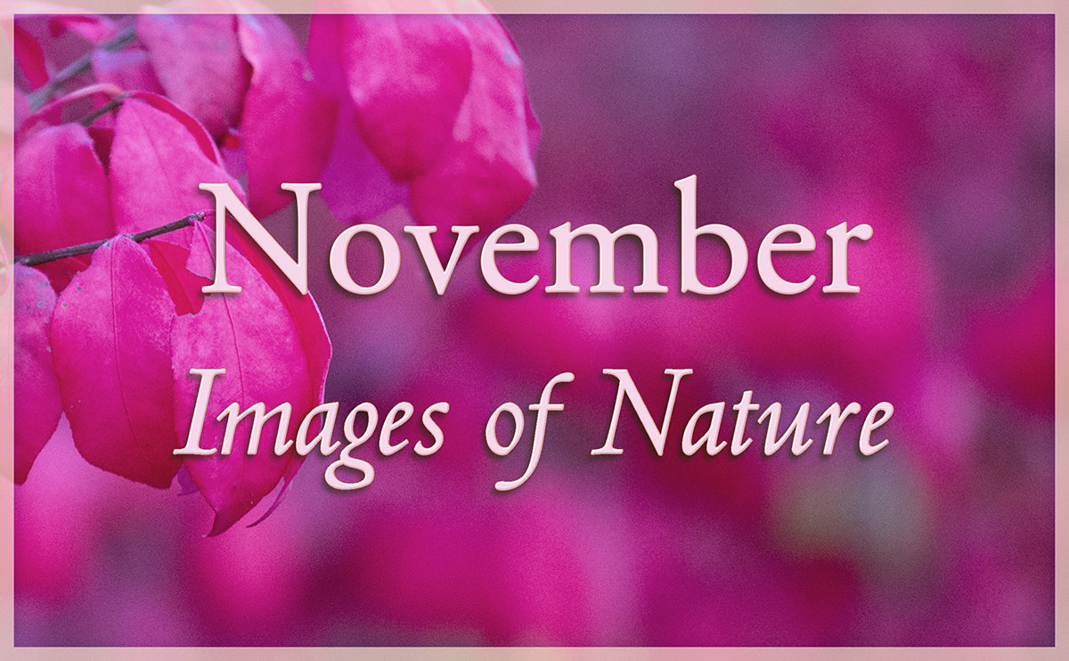 November 2019: Images of Nature