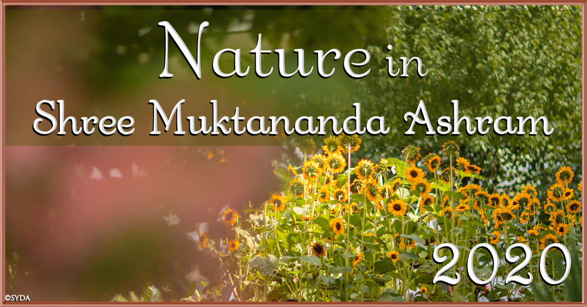 Nature Galleries 2020