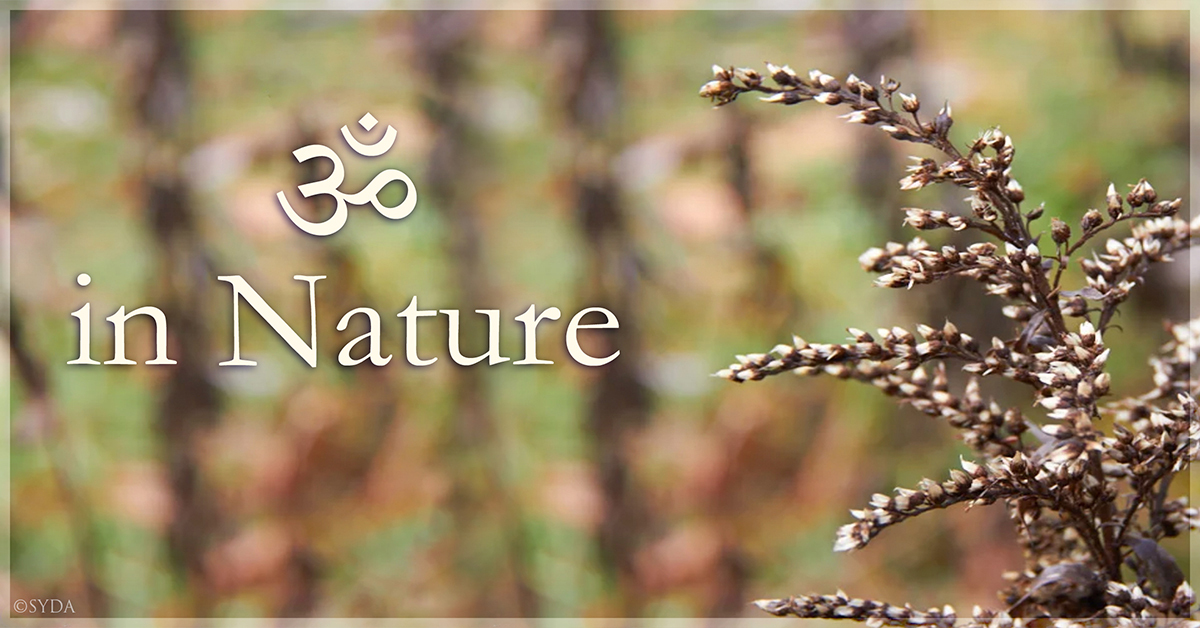 2021: AUMs in Nature