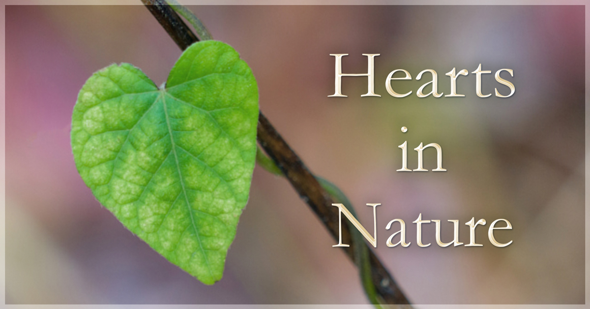 2023: Hearts in Nature IV