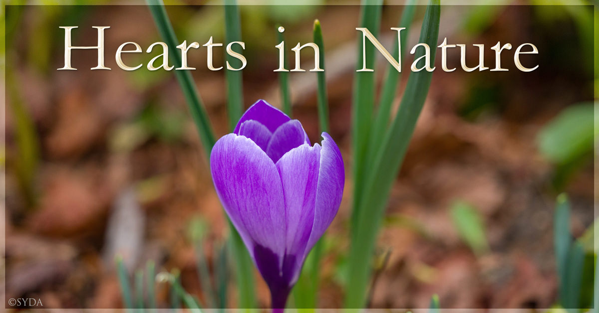 2024: Hearts in Nature II
