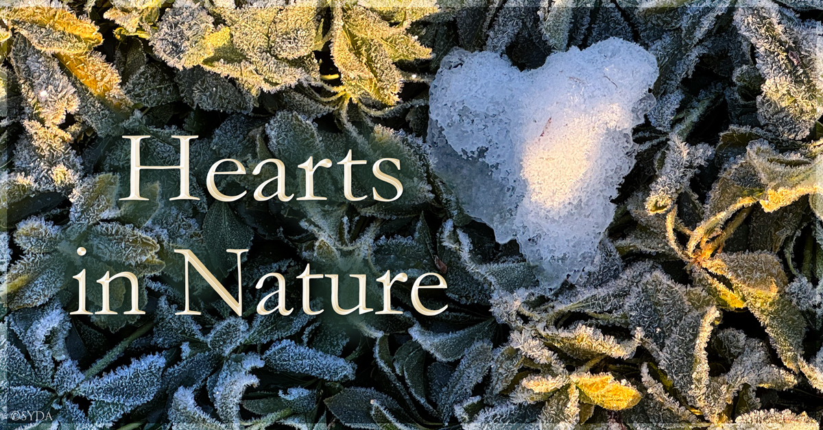 2025: Hearts in Nature